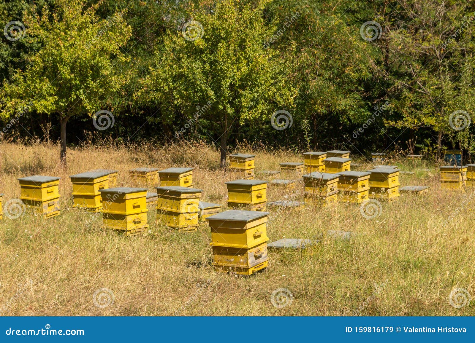 Rows Of Hives Among Green Shrubs And Grass. Traditional Beekeeping Or ...