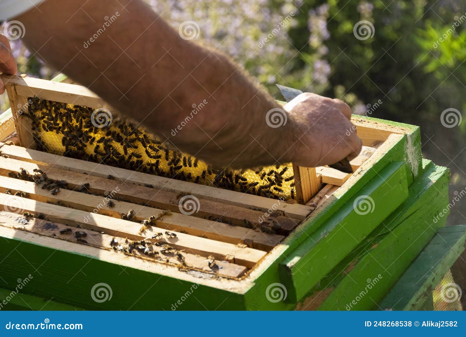 Apiculture, Working with the Bees, Agricultural Activities Stock Photo ...