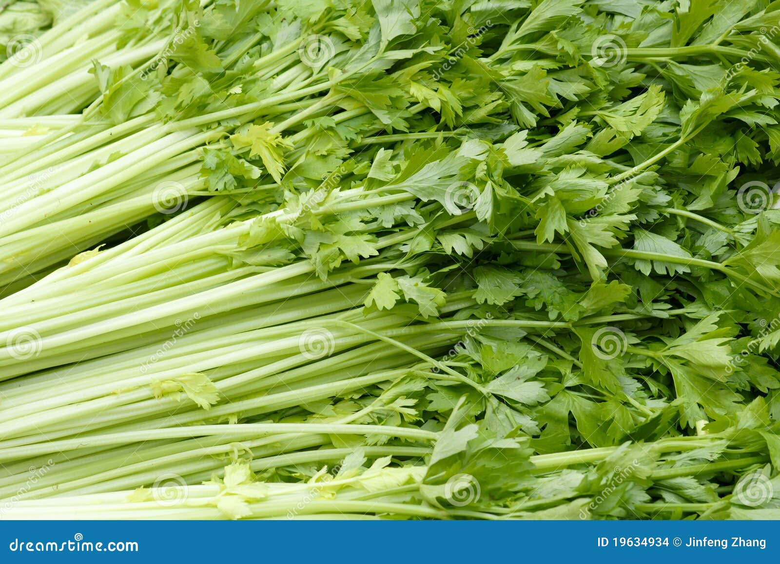 Apio foto de archivo. Imagen de apio, verde, fondos, vegetariano - 19634934