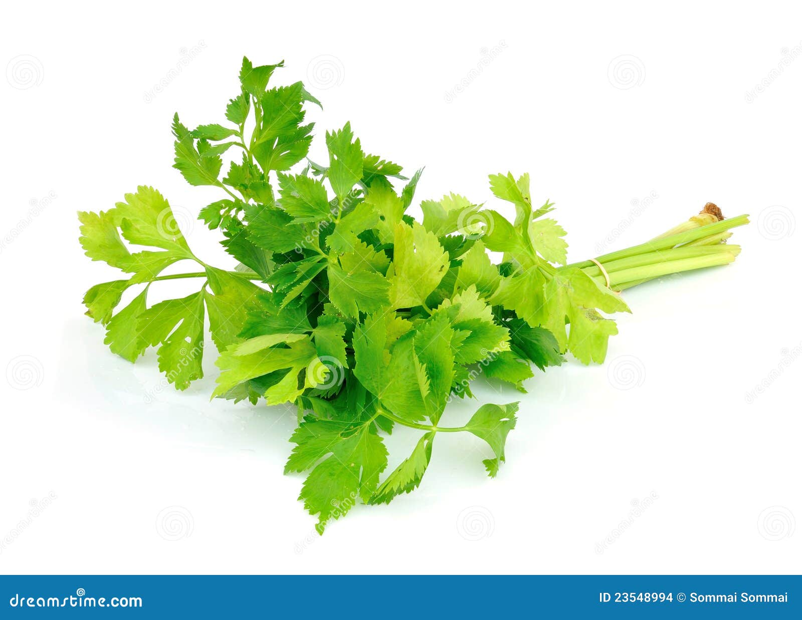 Apio foto de archivo. Imagen de especia, fondo, ingrediente - 23548994