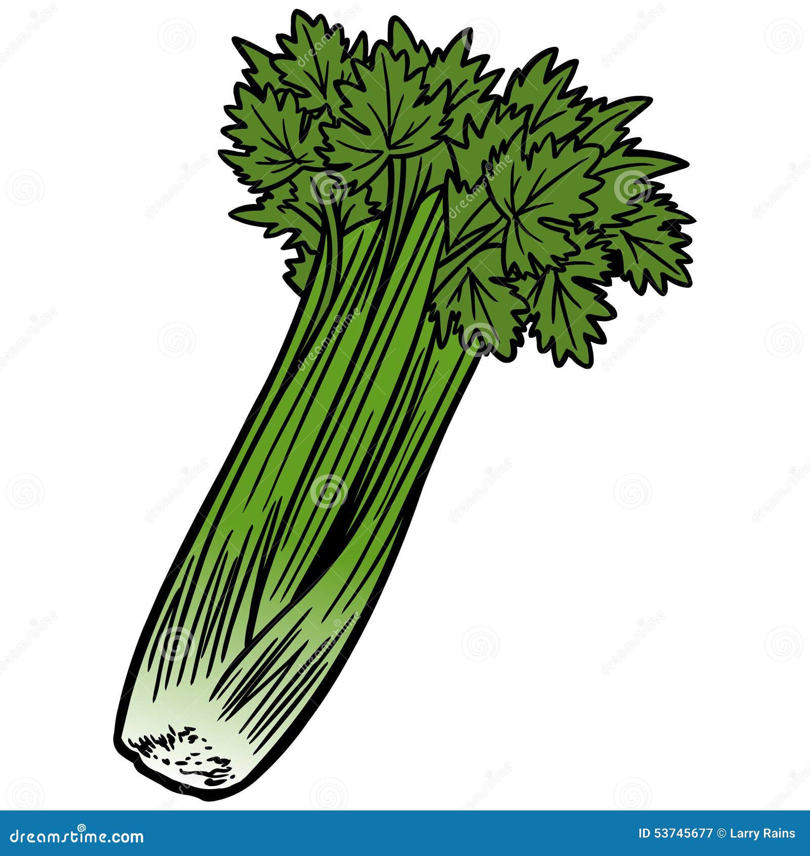 Apio ilustración del vector. Ilustración de alimento - 53745677