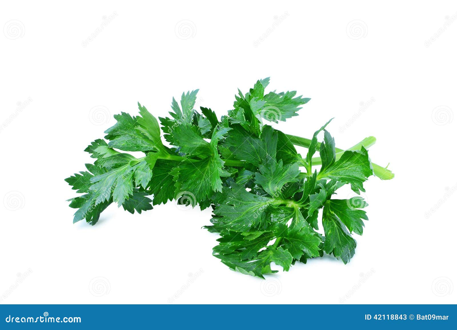 Apio de la hoja imagen de archivo. Imagen de primer, blanco - 42118843