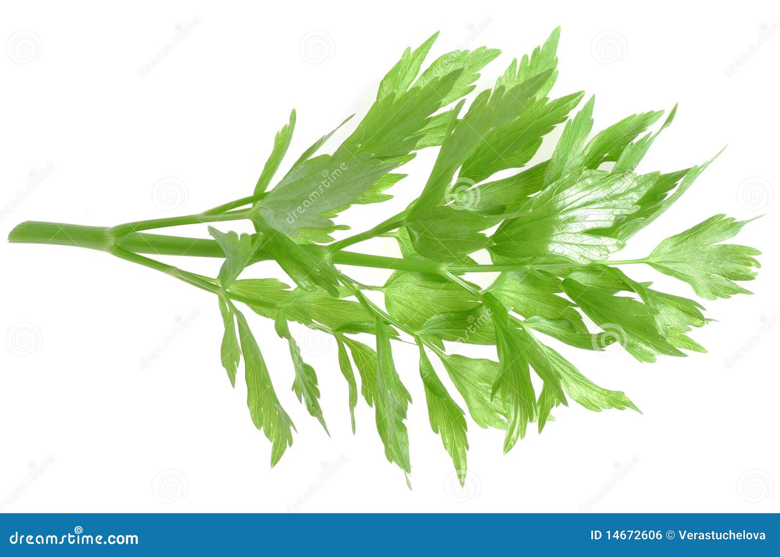 Apio de monte de la hierba foto de archivo. Imagen de salud - 14672606