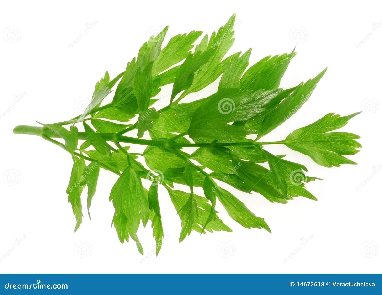 Apio de monte de la hierba foto de archivo. Imagen de aislado - 14672618