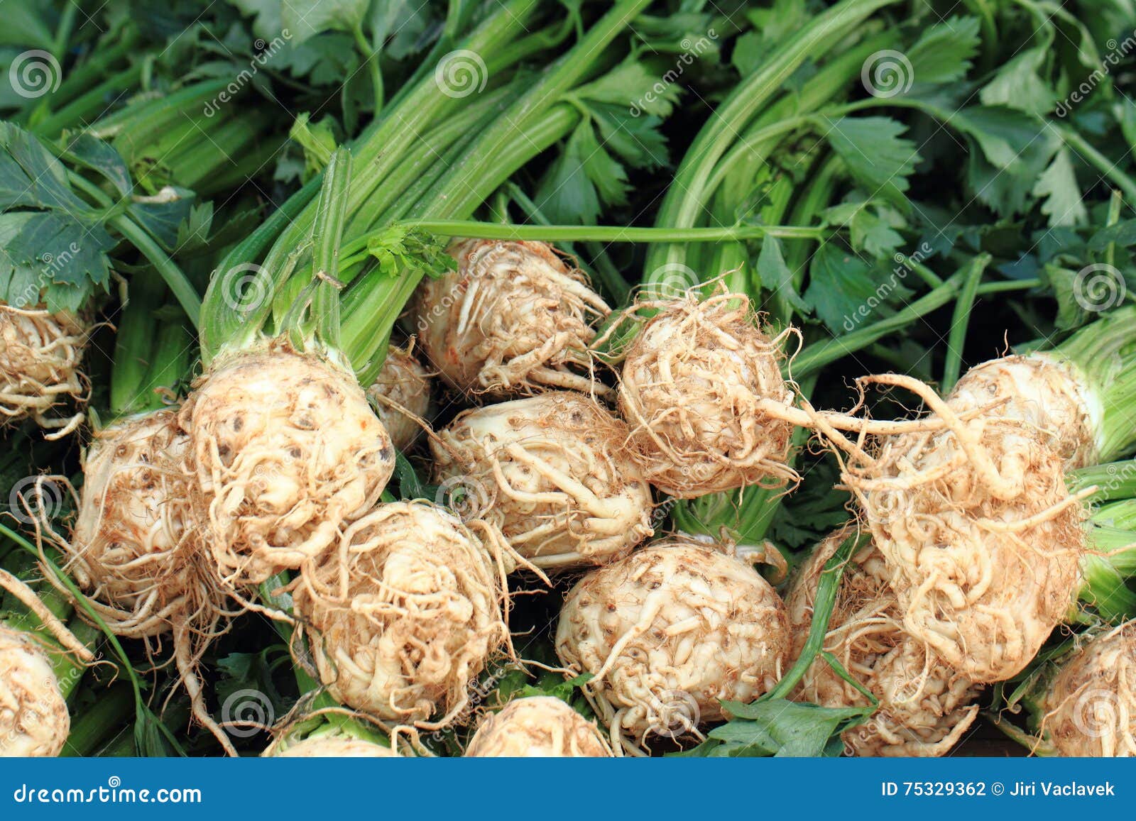 Apio de raíz de la granja foto de archivo. Imagen de celeriaco - 75329362