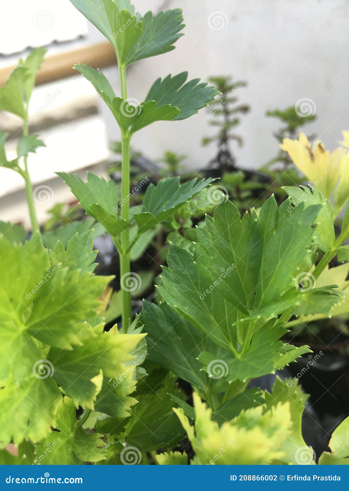 Apio foto de archivo. Imagen de apio, hoja, verde, hierbas - 208866002