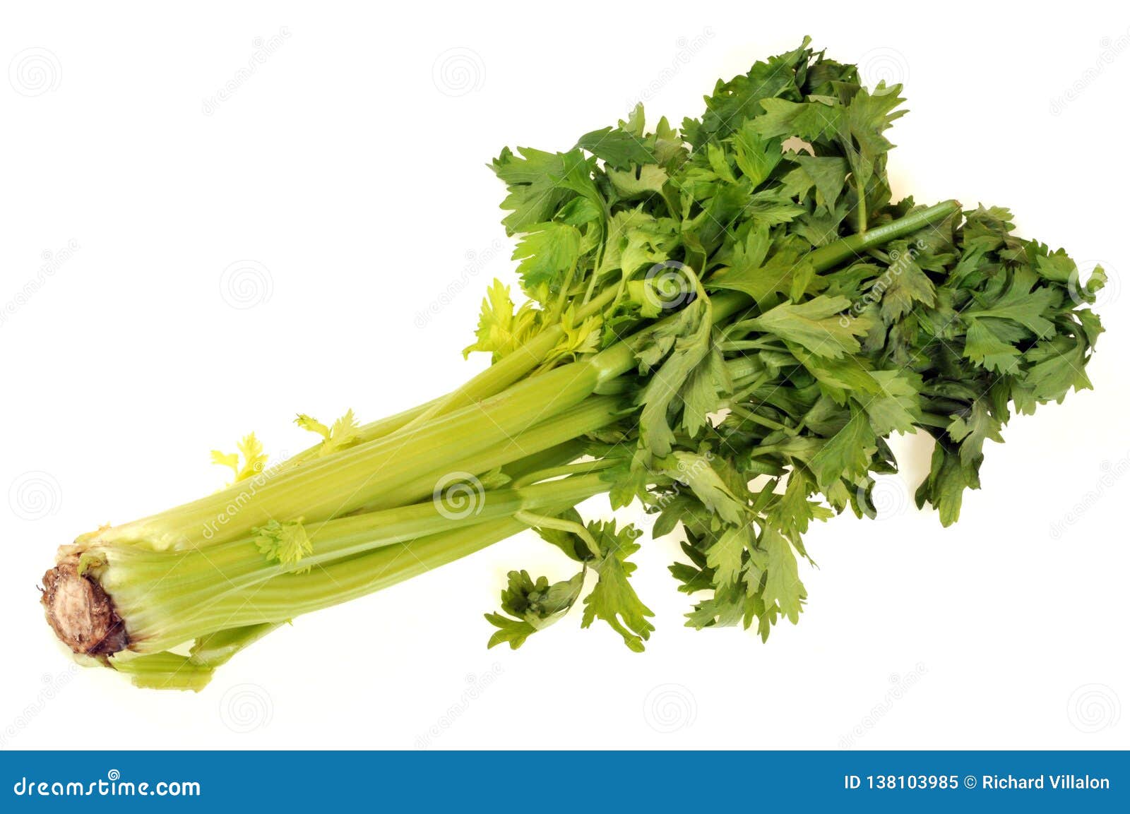 Apio-ramas En Un Fondo Blanco Imagen de archivo - Imagen de blanco ...