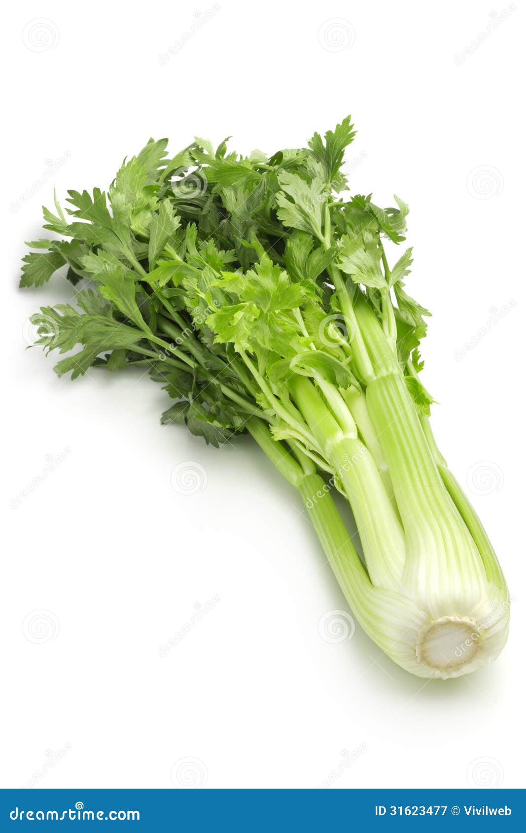 Apio verde imagen de archivo. Imagen de hojas, planta - 31623477