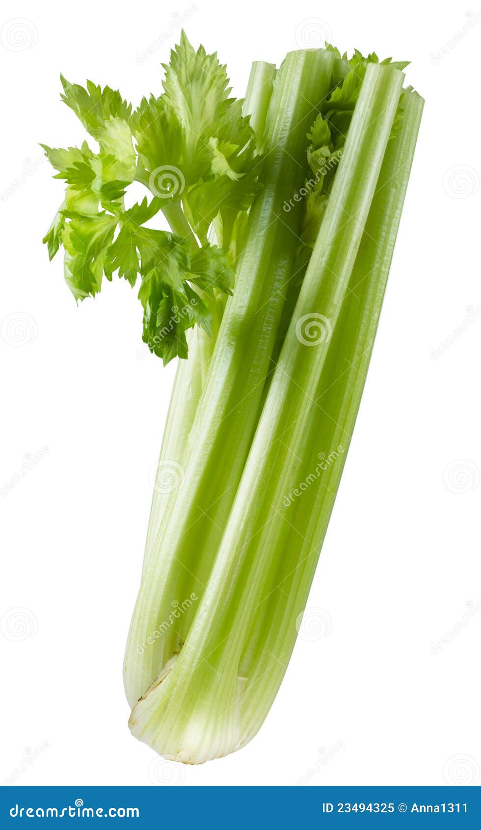 Apio Verde Fresco Aislado En Blanco Imagen de archivo - Imagen de crudo ...