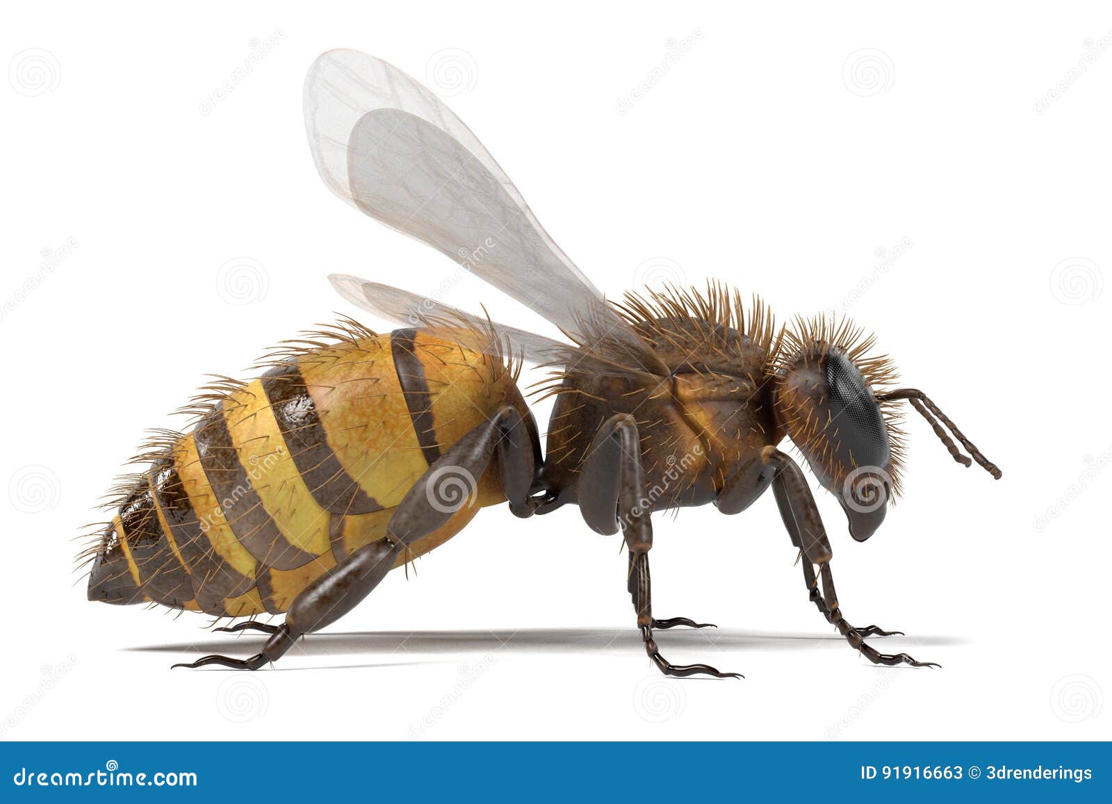 Apis melifera 库存例证. 插画 包括有 卧室, 翻译, 昆虫, 花粉, 过敏, 家庭, 收获 - 91916663