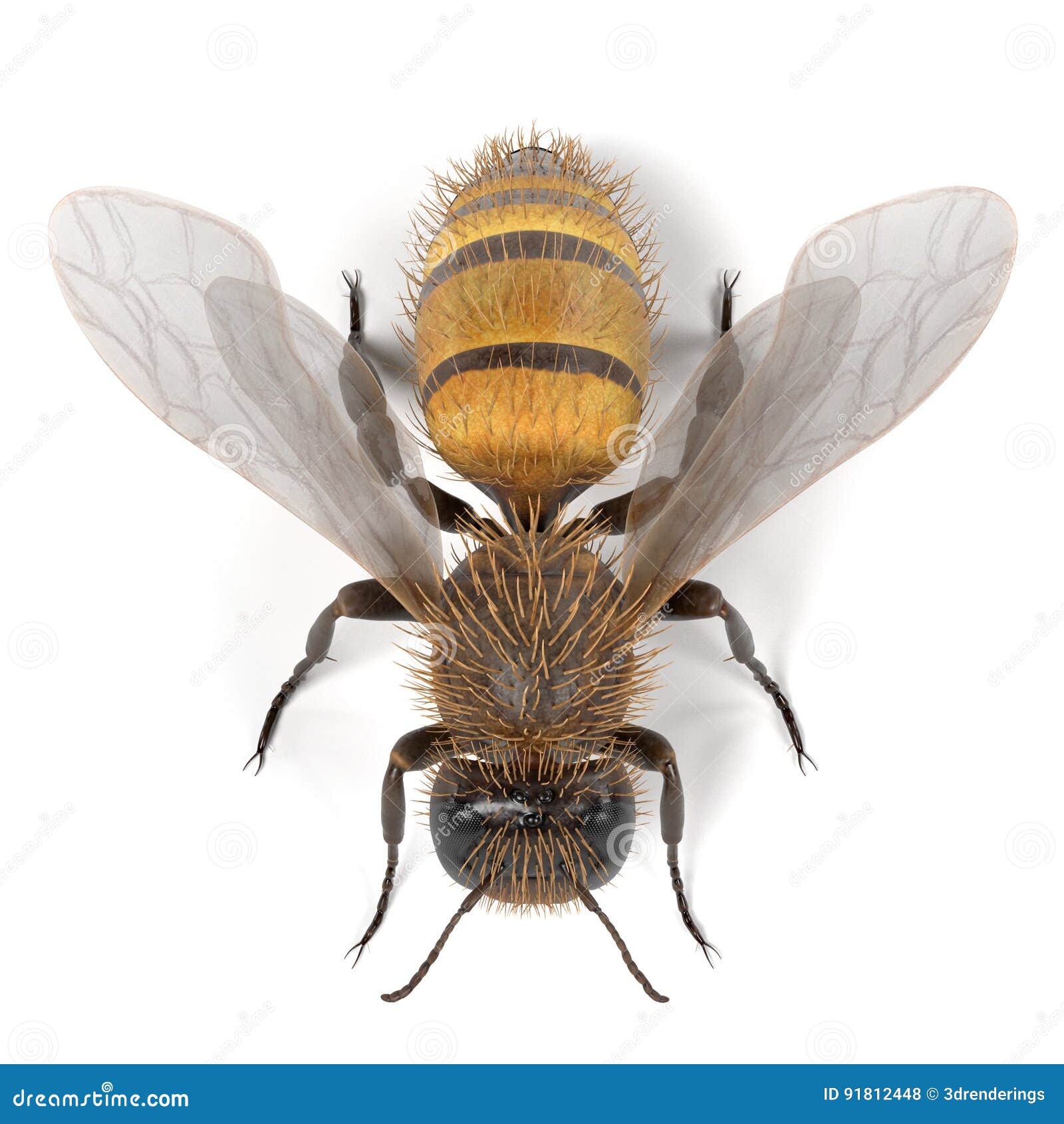 Apis melifera stock illustration. Illustration of pollen - 91812448