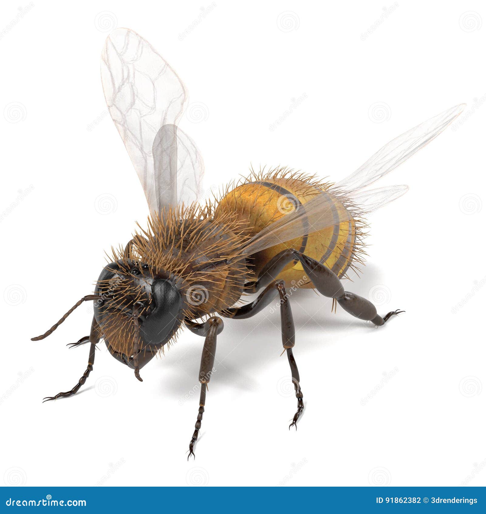 Melifera Cartoons, Illustrations & Vector Stock Images - 11 Pictures to ...