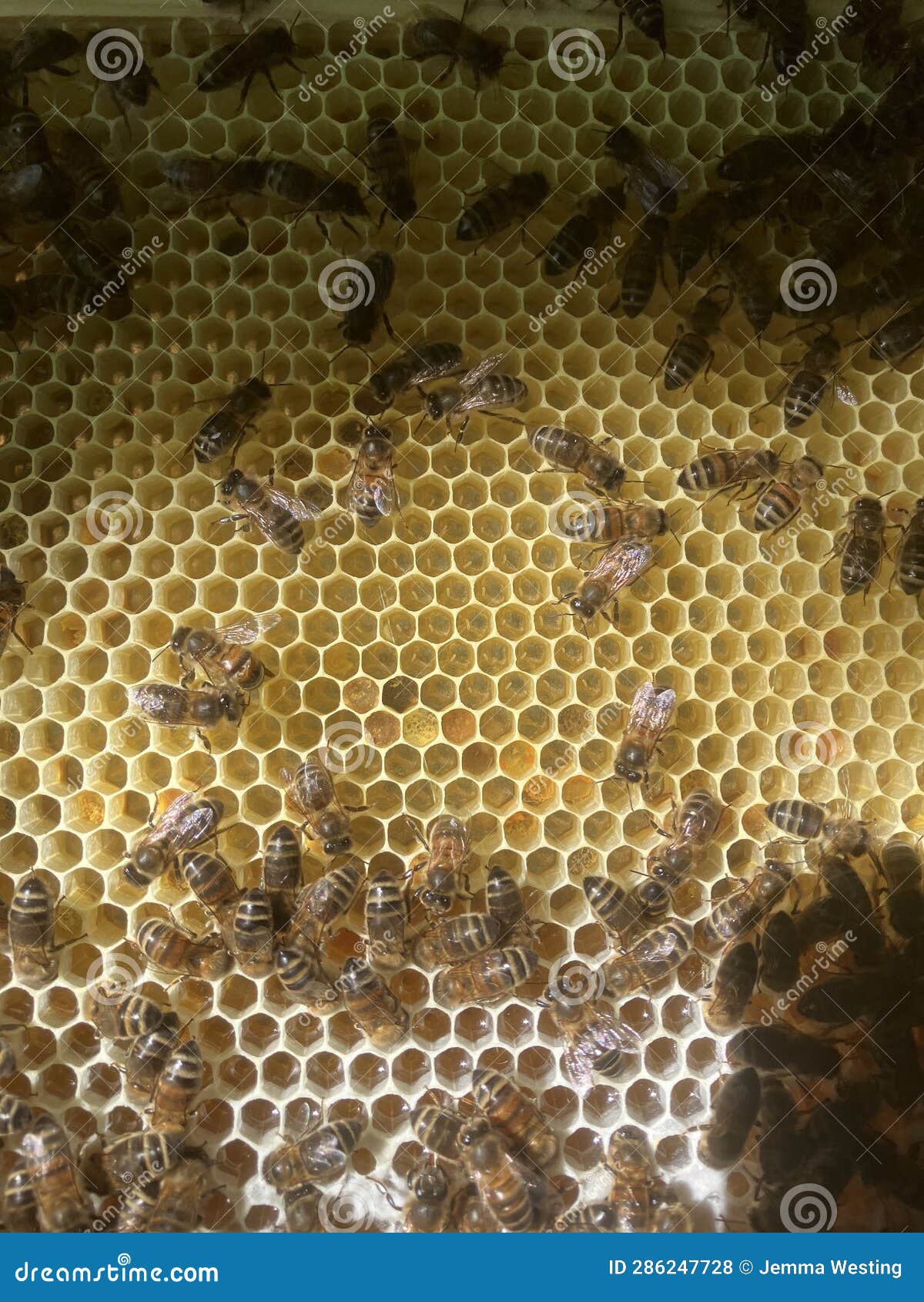 Apis Mellifera Honeybee Workers Taking Care of Eggs in Cells ...