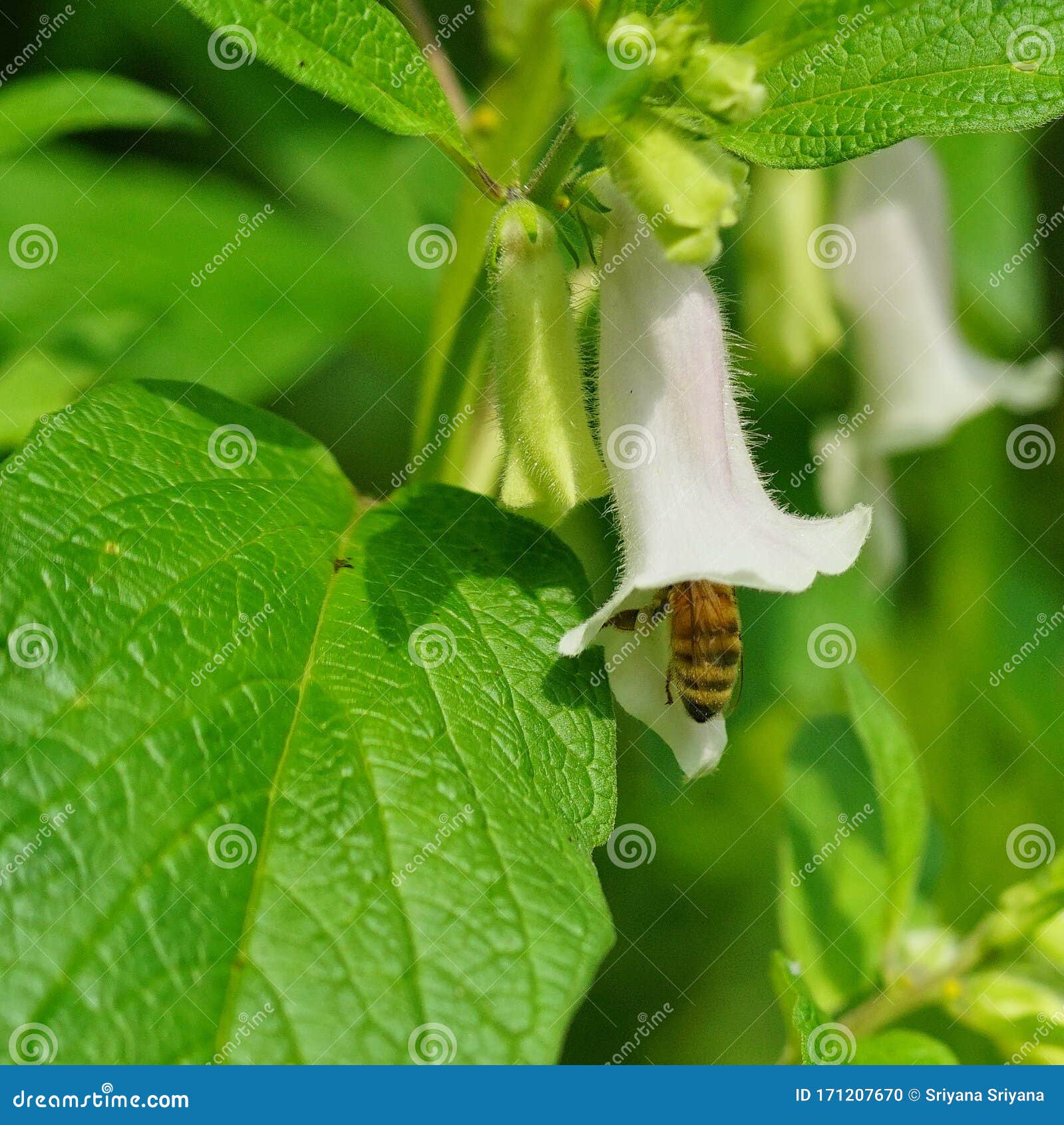 Apis Mellifera Looking for a Nectar on Sesame Seed Flower Stock Photo ...