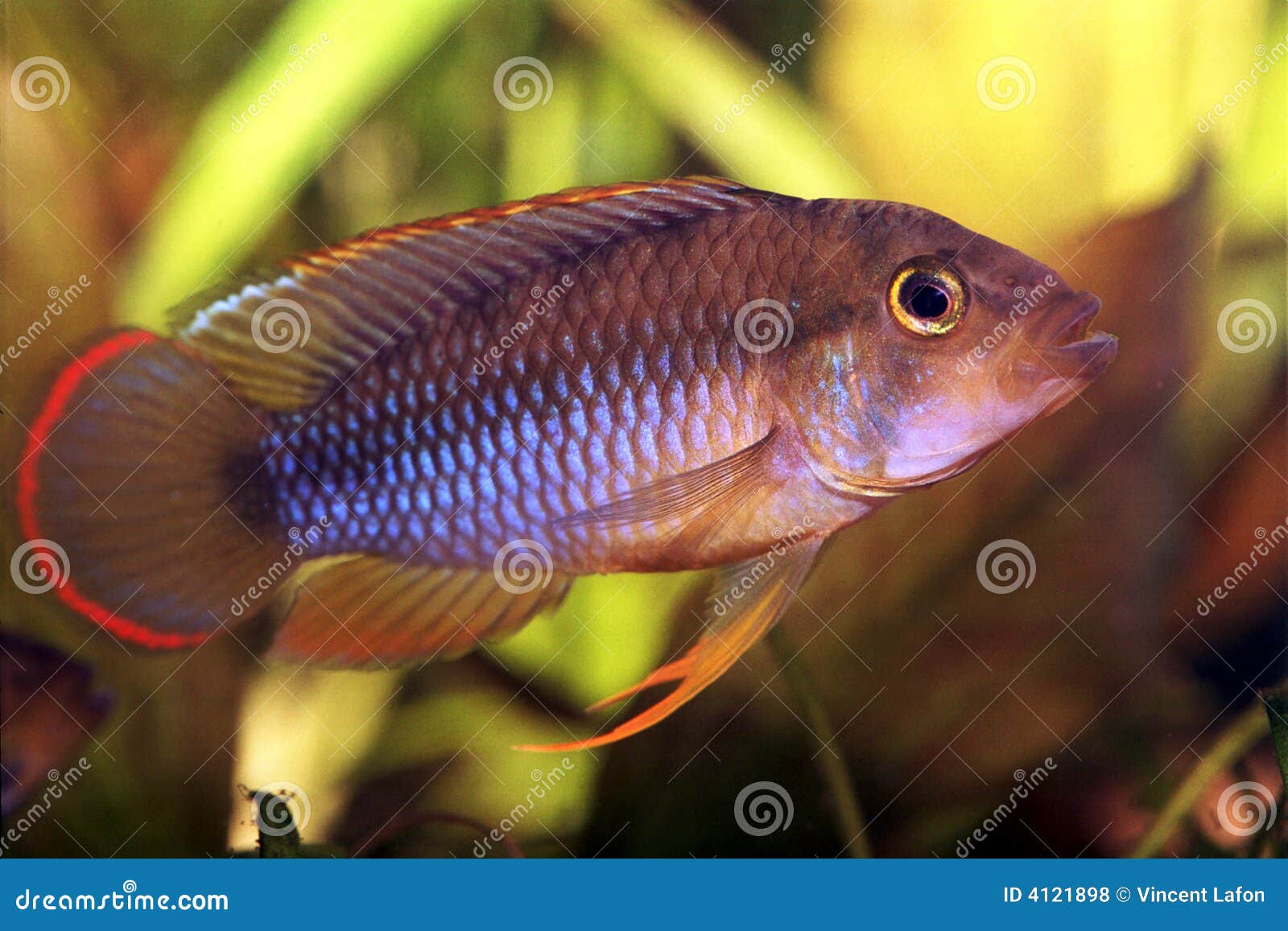 Male Apistogramma Mendezi, Rare Exotic Freshwater Dwarf Cichlid Fish In ...