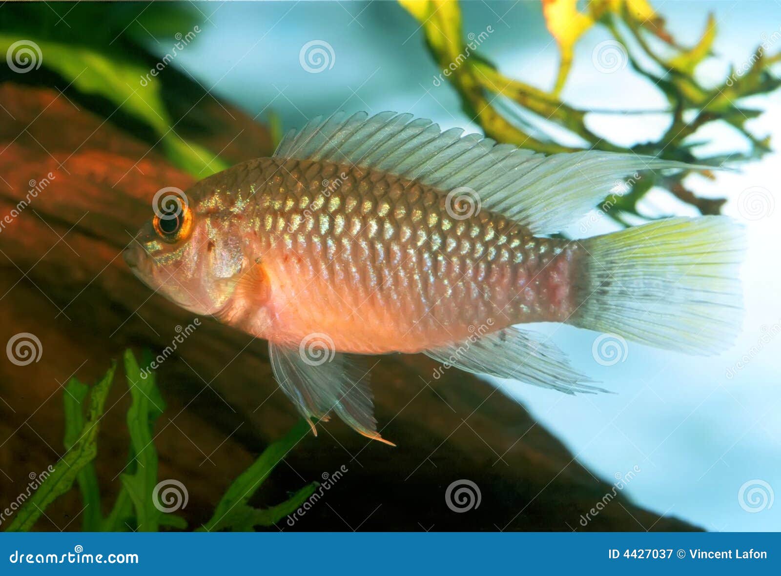 Apistogramma sp. Nanay stock image. Image of colour, amazon - 4427037