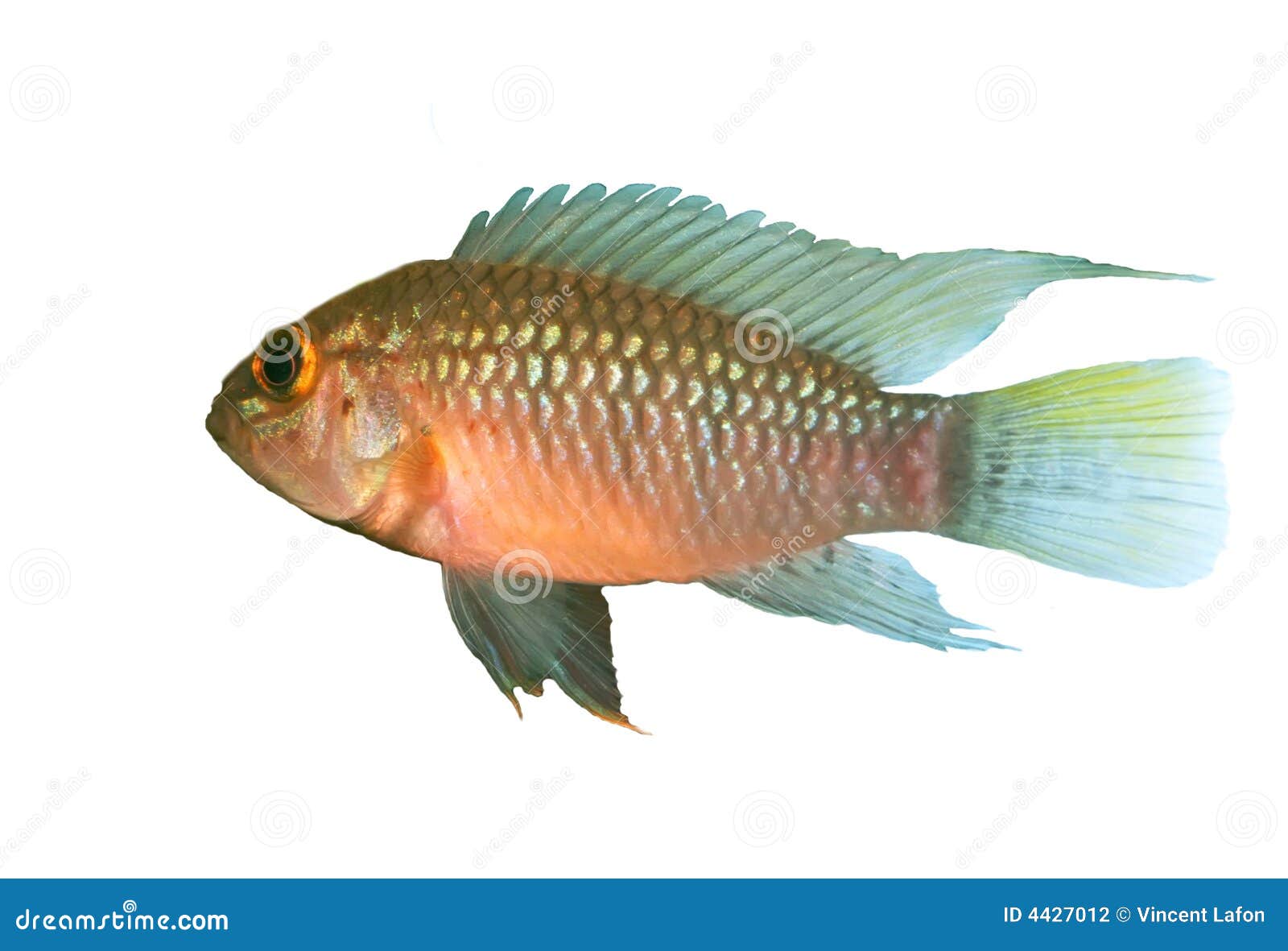 Apistogramma Sp. Nanay Over White Stock Photo - Image of macro, animal ...