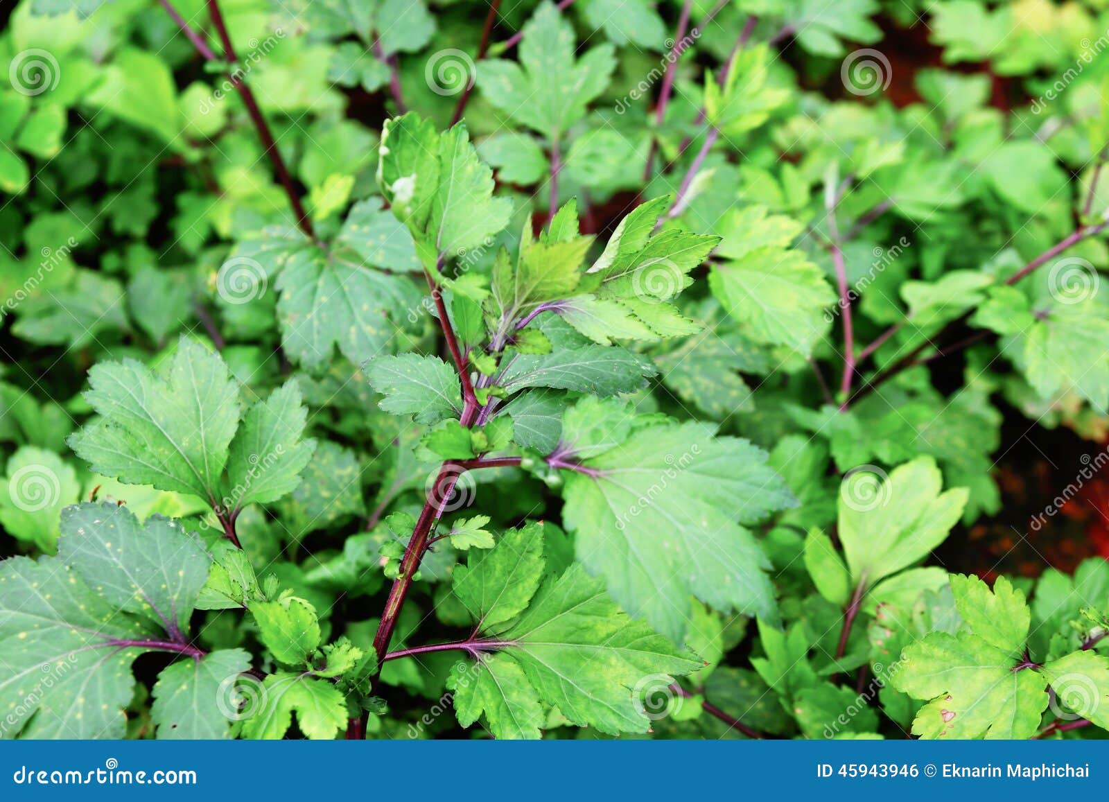 Apium graveolens stock photo. Image of green, leave, leaf - 45943946