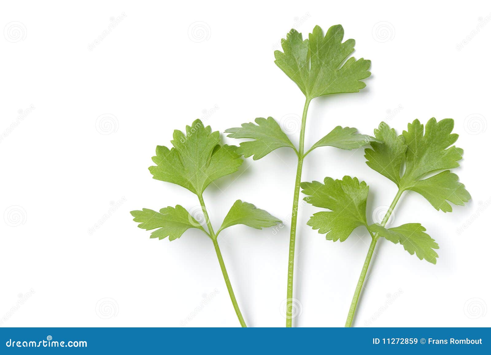 Apium Graveolens Stock Photography | CartoonDealer.com #45943946