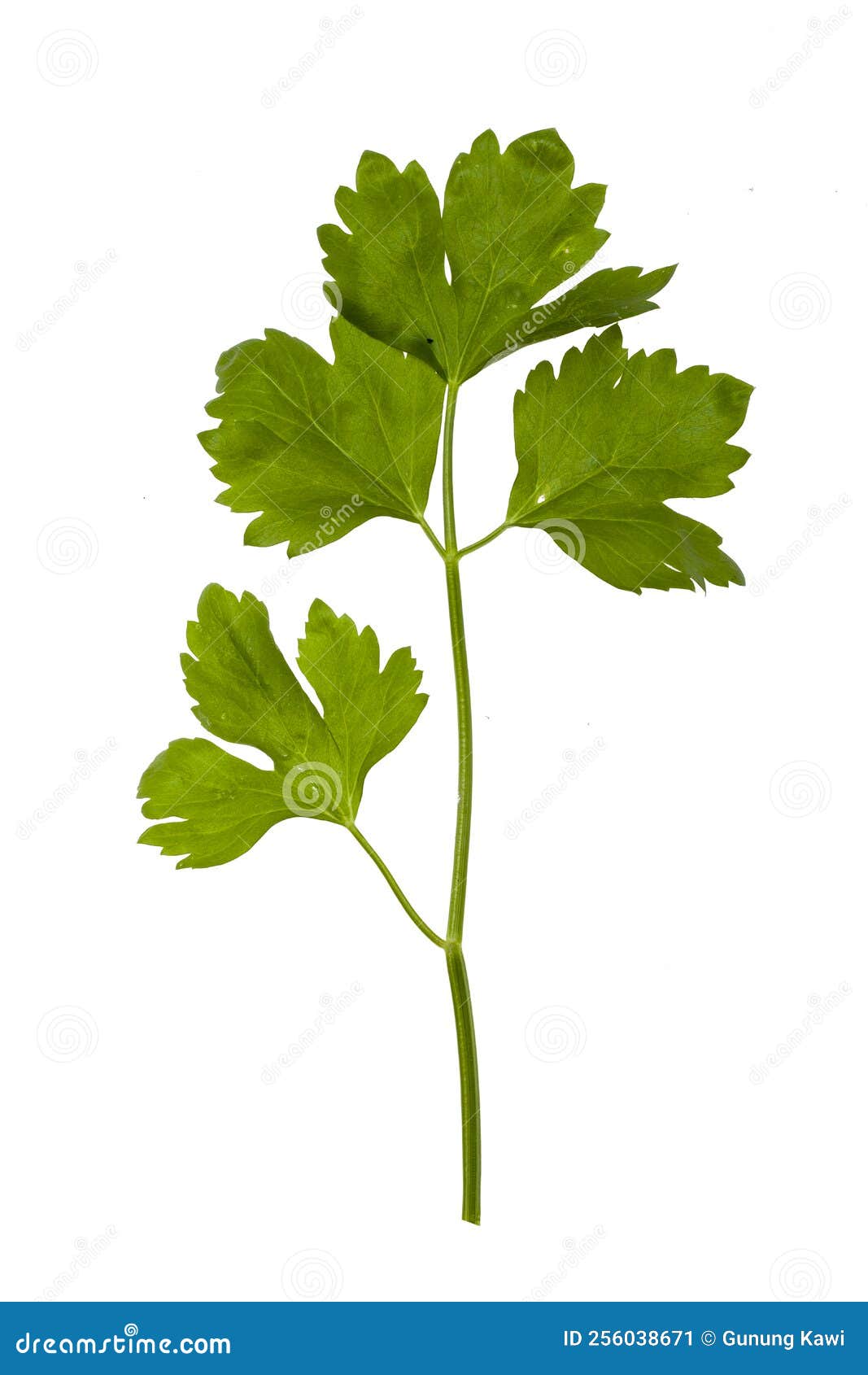 Apium Graveolens,secalinum,celery on White Background Stock Image ...