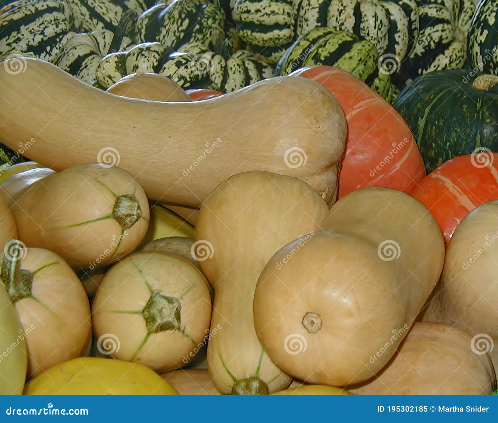 Aplastar imagen de archivo. Imagen de bellota, dieta - 195302185