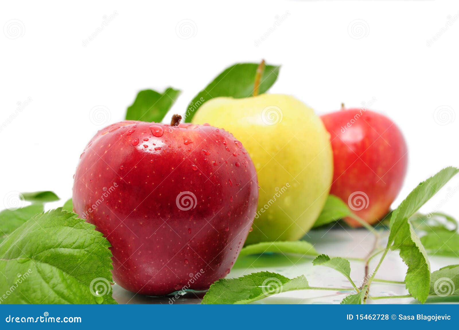 Aple stock photo. Image of agriculture, captain, garden - 15462728