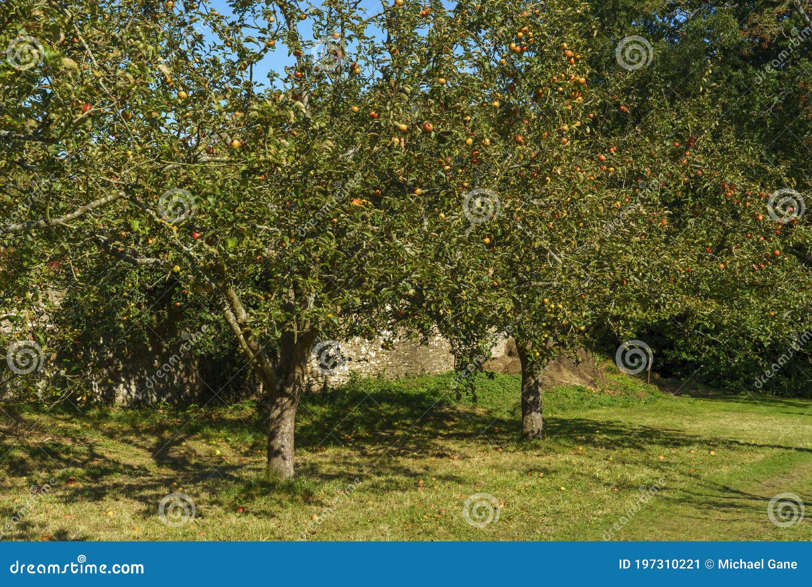 Aples in a Tree in an English Orchard Stock Image - Image of fresh ...