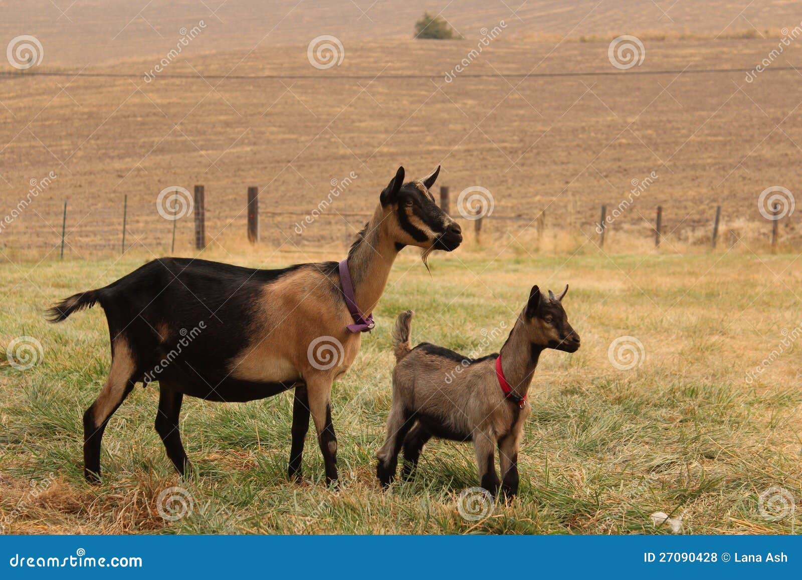 Apline Goats in Brown Field Stock Photo - Image of look, goats: 27090428