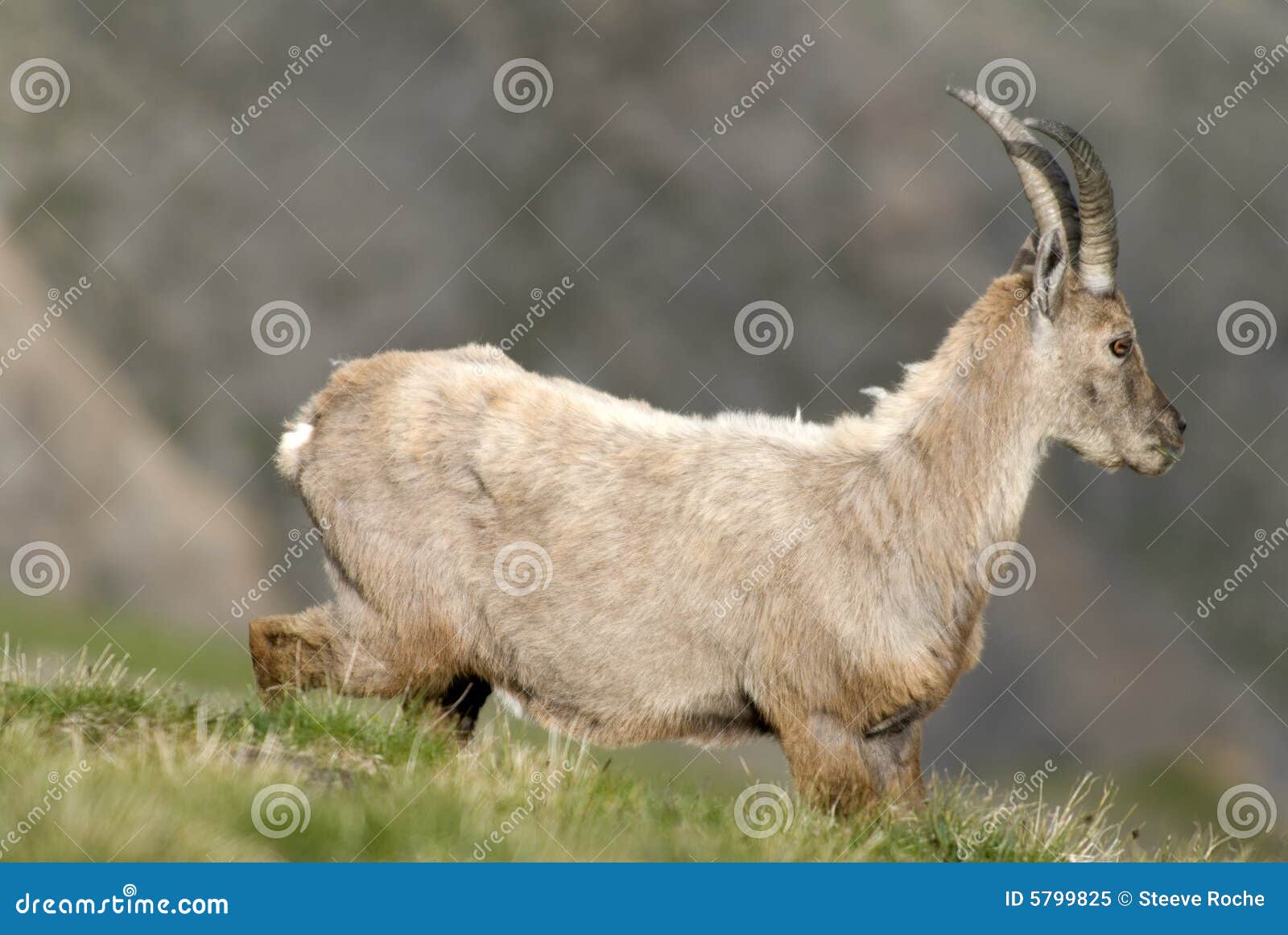 Apline Ibex in the Alps. France Stock Image - Image of hair, brown: 5799825