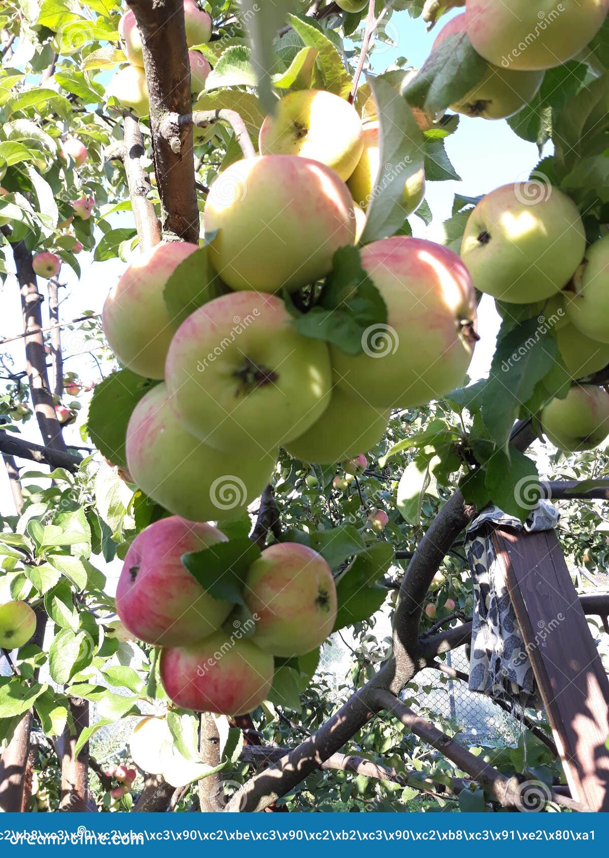 Aplle tree stock image. Image of shrub, berry, vegetable - 256536993