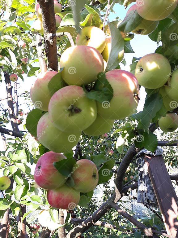 Aplle tree stock image. Image of shrub, berry, vegetable - 256536993