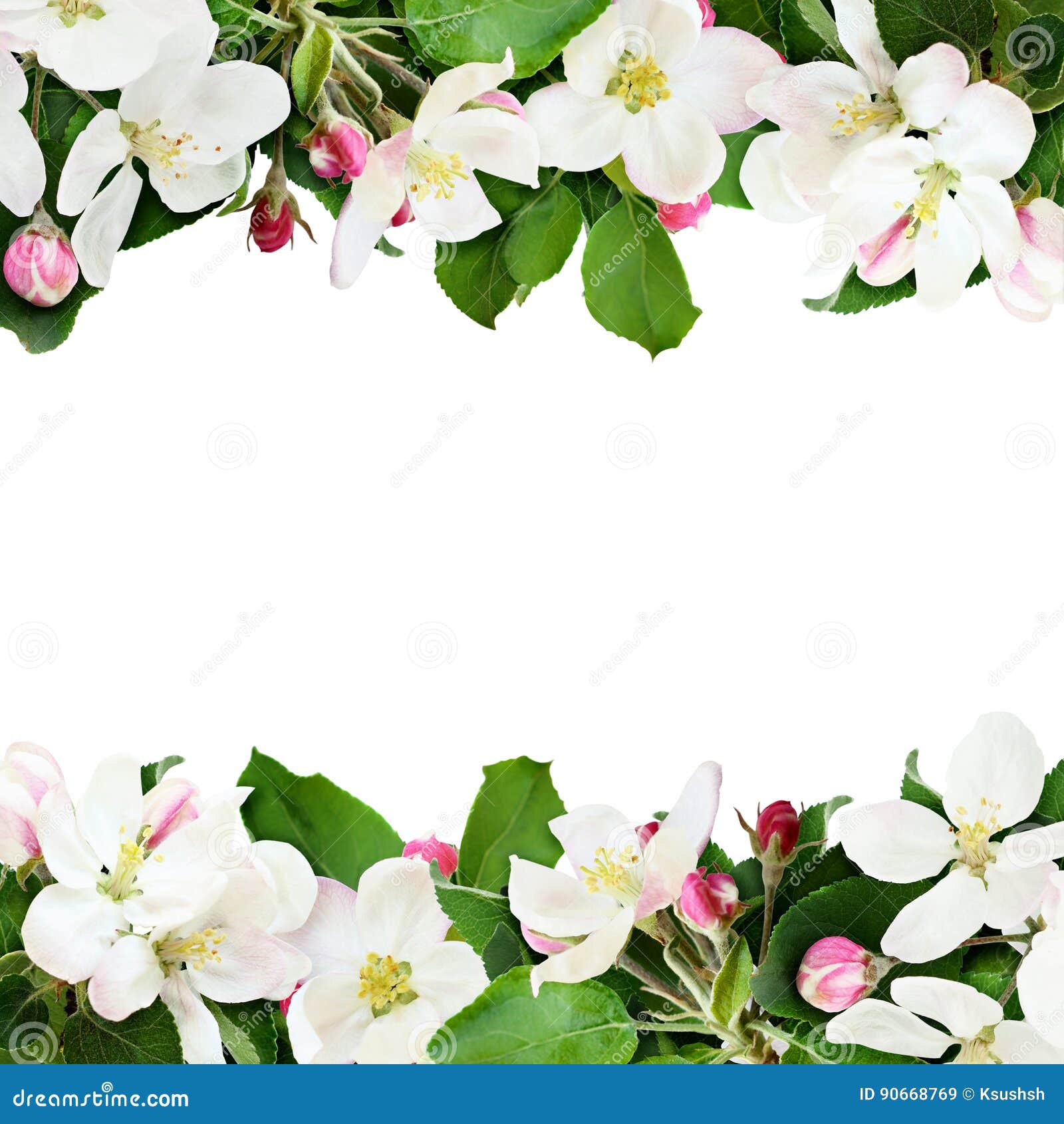 Aplle Tree Flowers and Buds Borders Stock Image - Image of sweet ...