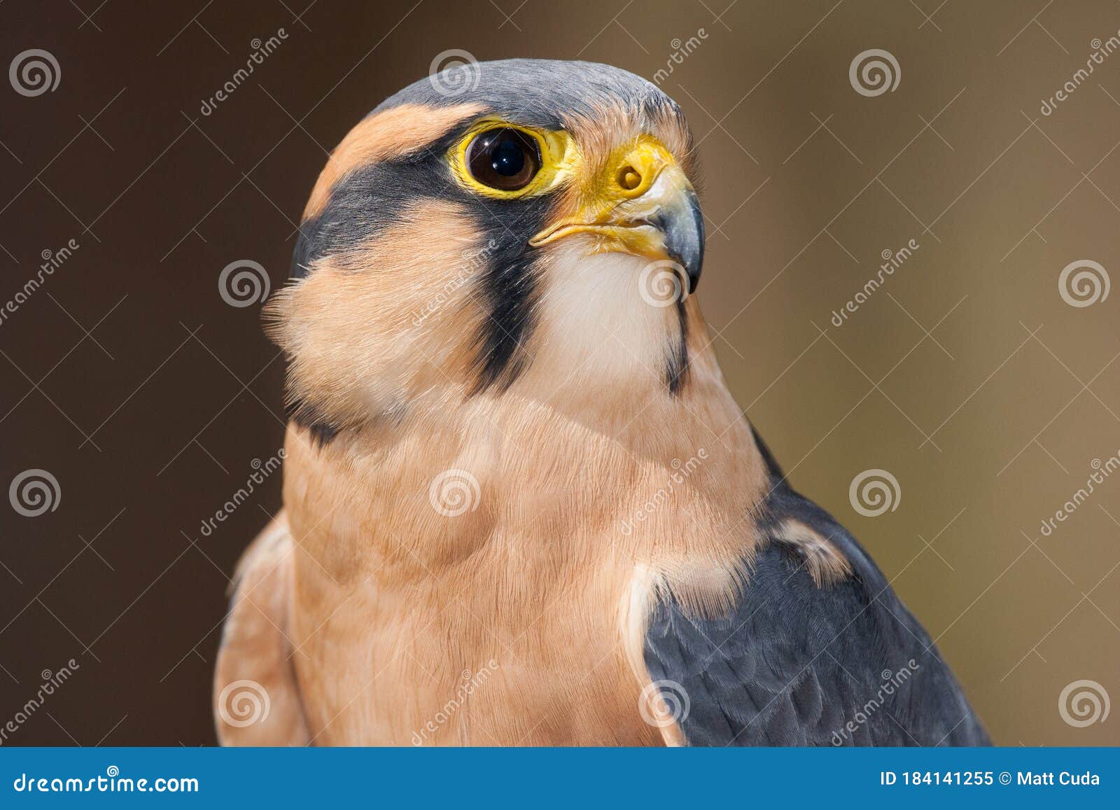 Aplomado Falcon Portrait stock image. Image of prey - 184141255