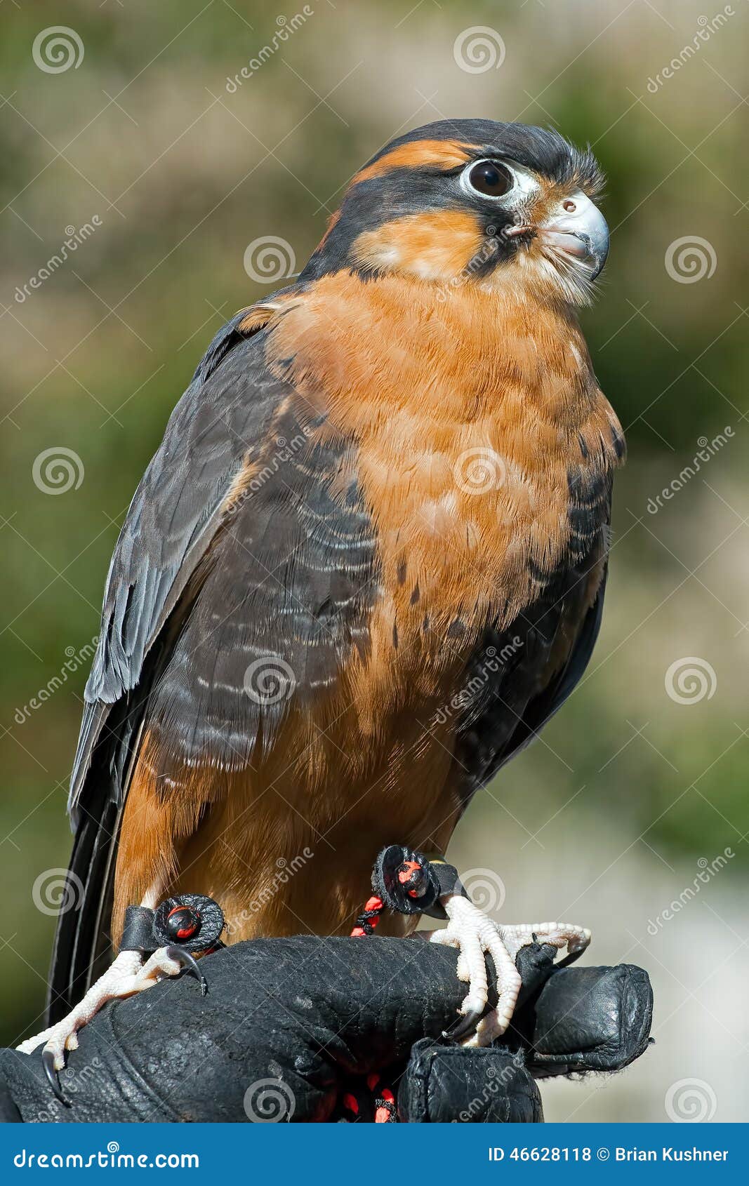 Aplomado Falcon stock photo. Image of hunter, beak, falco - 46628118