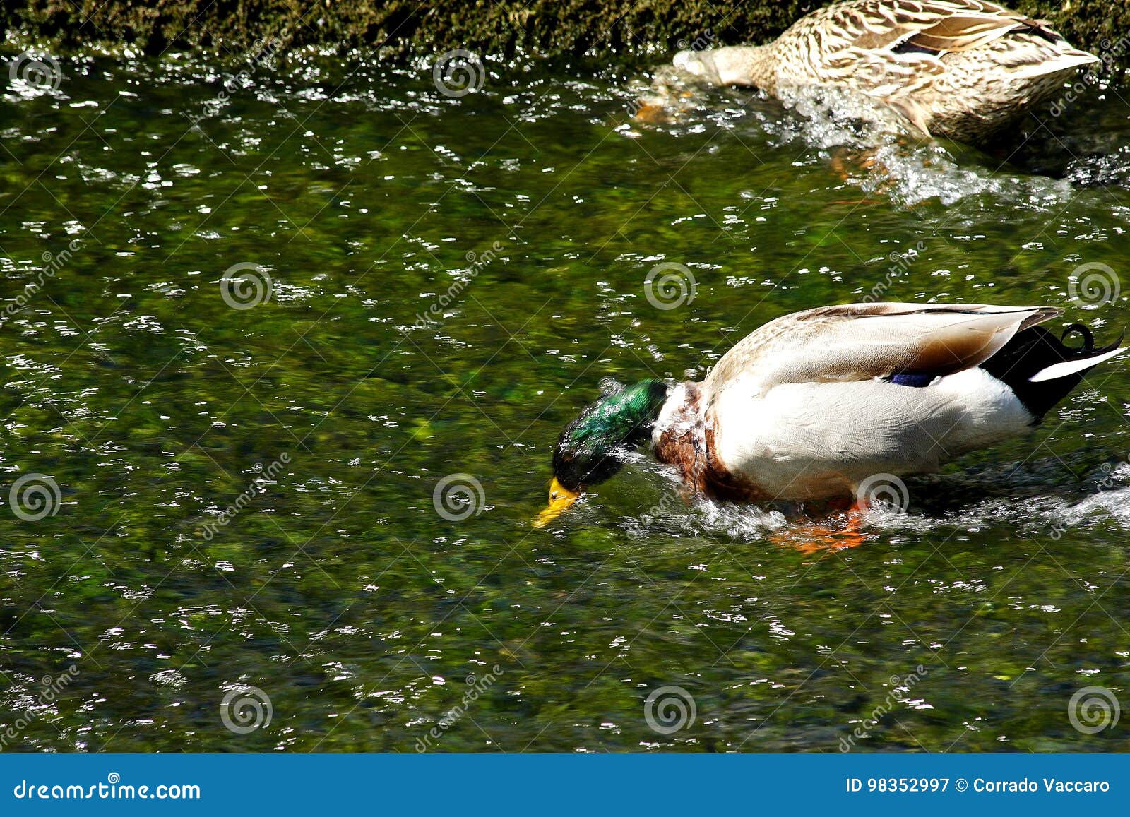 A Relaxed Duck Couple Sleeping On The Shore Of A Lake And Enjoy The ...