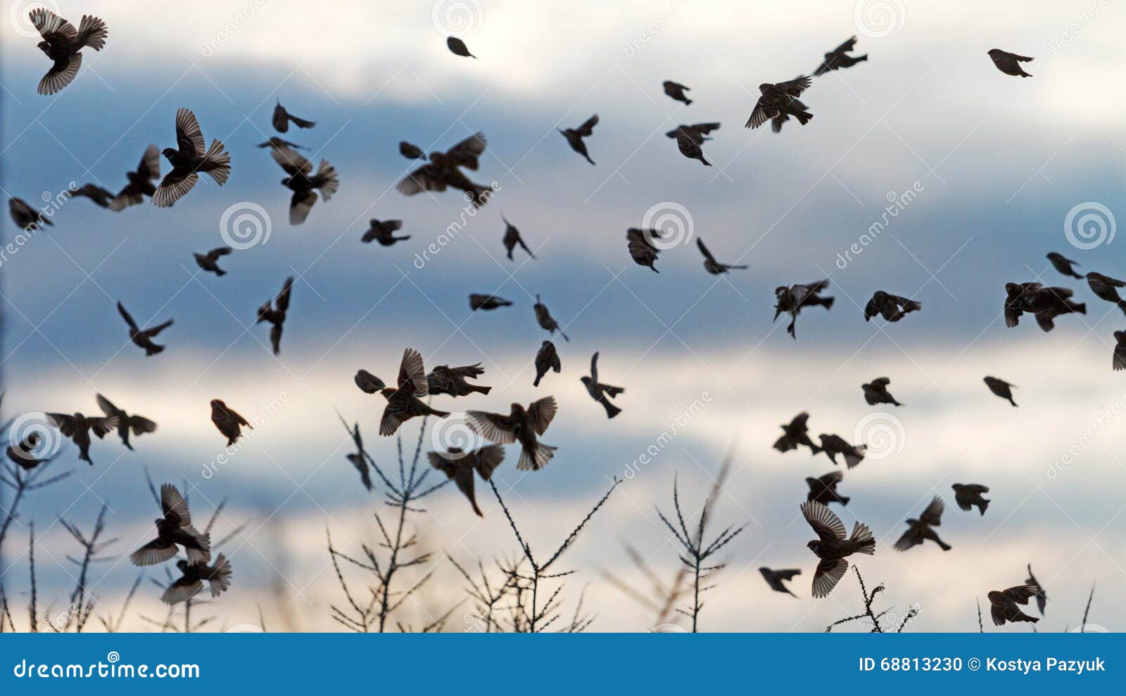 Apocalyptic Birds in the Sky Stock Photo - Image of canadian, asia ...