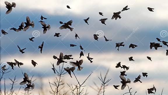 Apocalyptic Birds in the Sky Stock Photo - Image of canadian, asia ...