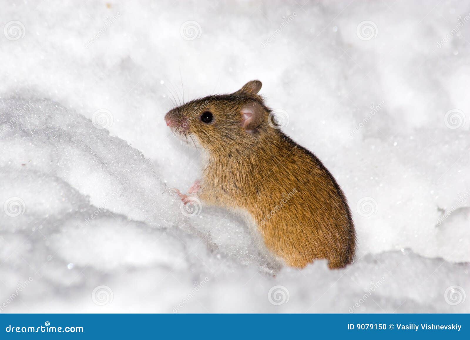 Apodemus Agrarius, Striped Field Mouse Stock Photo - Image of looking ...