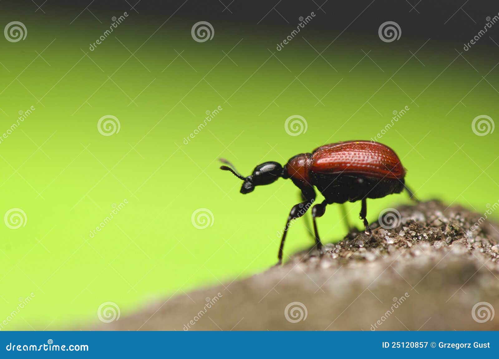 Apoderus coryli stock image. Image of closeup, color - 25120857