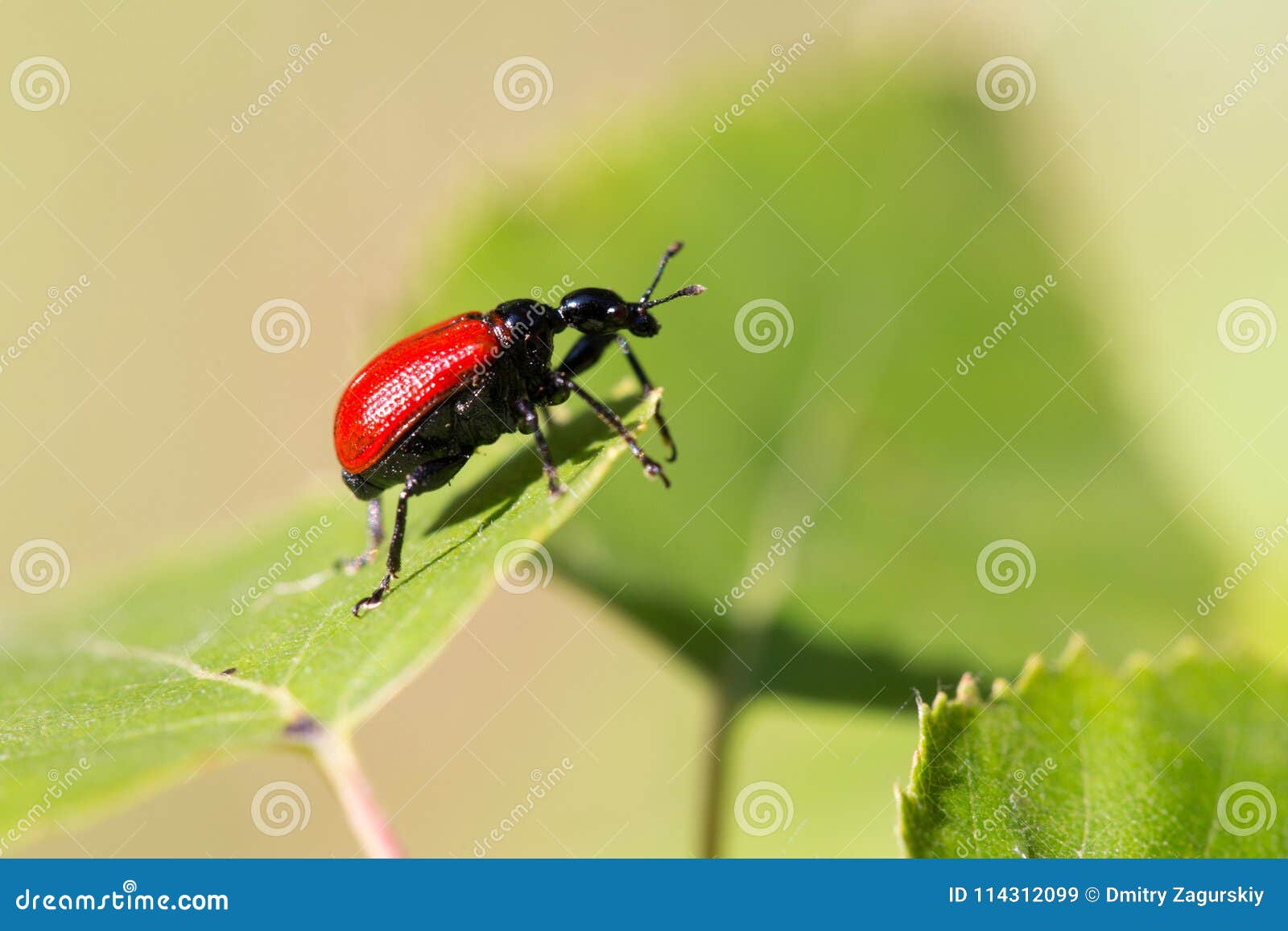 Apoderus Coryli on the Leaf Stock Image - Image of beetle, coleoptera ...
