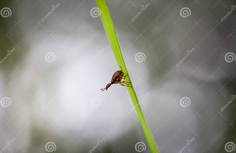 Apoderus Leptapoderus Rubidus ,Giraffe Weevil a Small, Dark Reddish ...