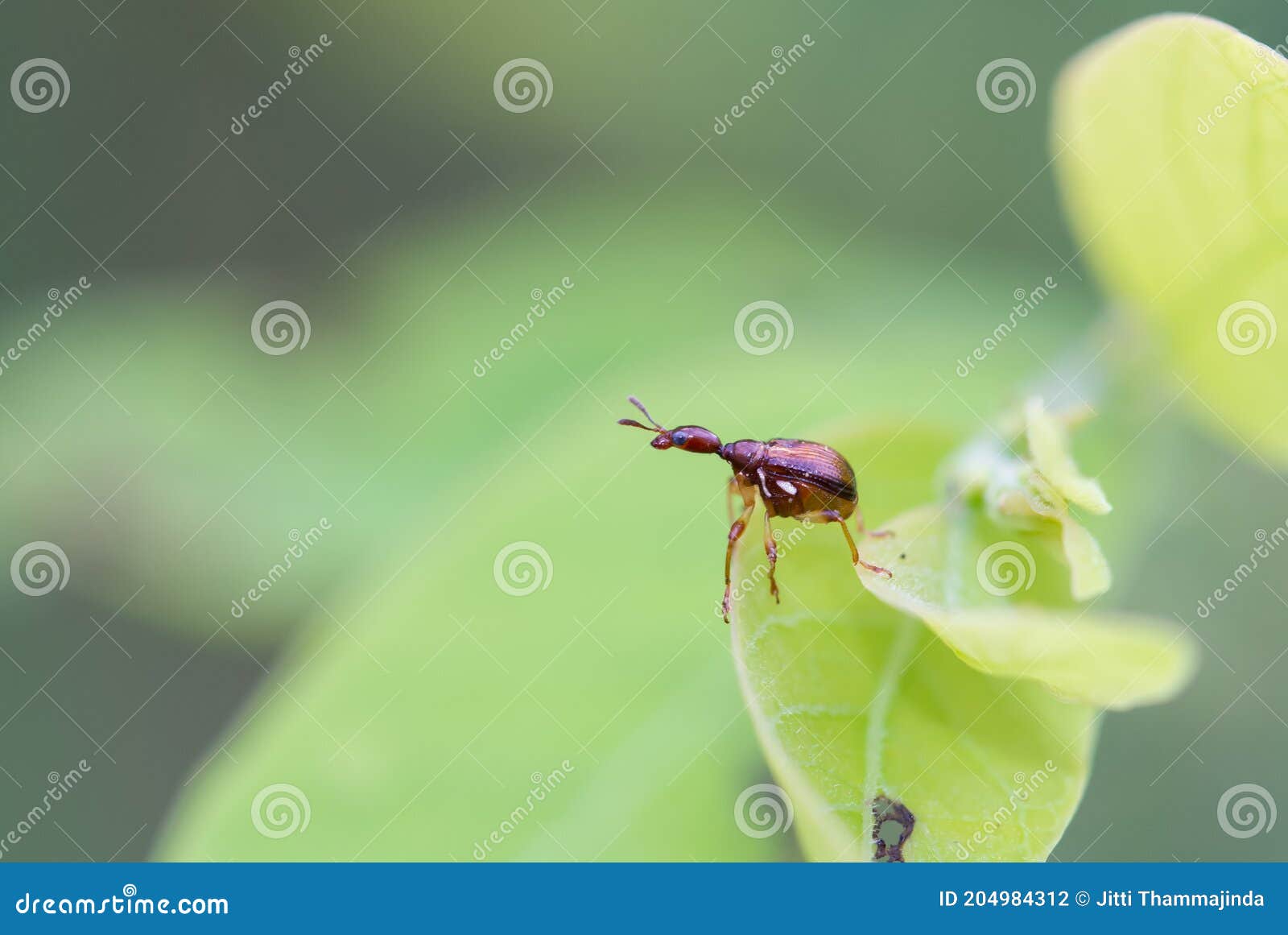 Apoderus Leptapoderus Rubidus ,a Small Orange Beetle Stands on a Leaf ...