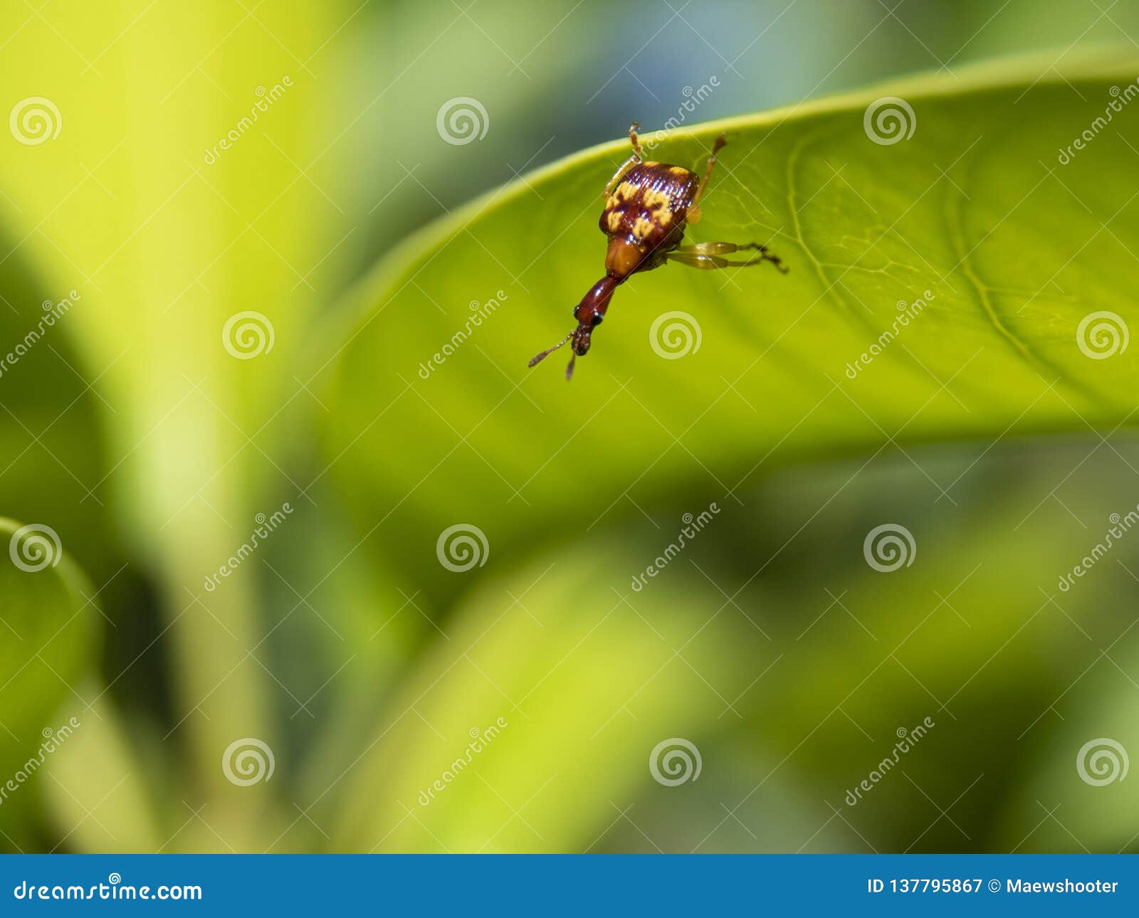 Apoderus longicallis stock image. Image of black, polyphaga - 137795867