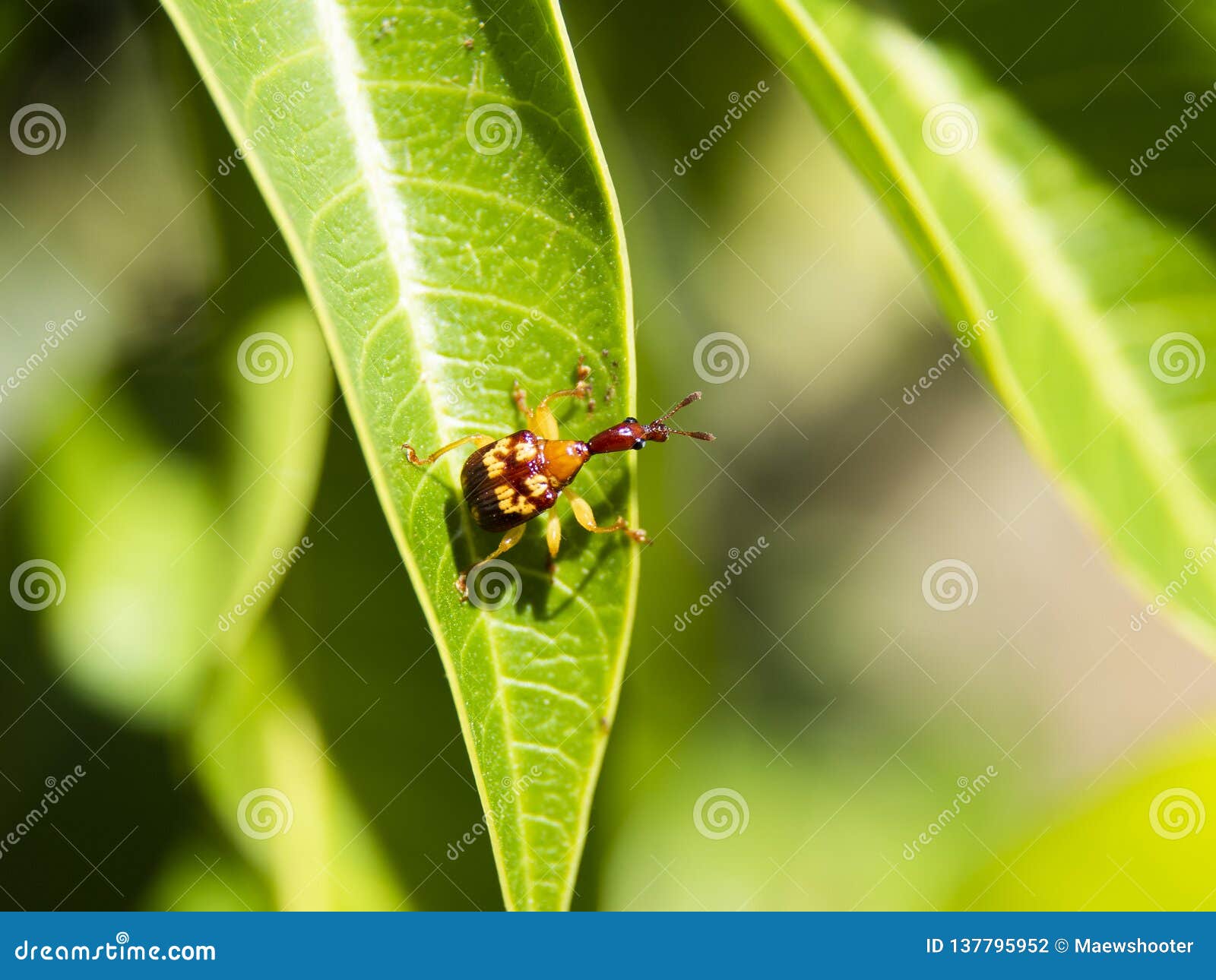 Apoderus longicallis stock photo. Image of nature, antenna - 137795952
