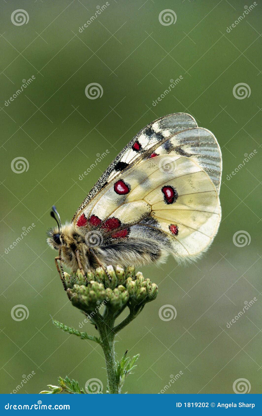 Apollo butterfly stock photo. Image of pretty, bright - 1819202