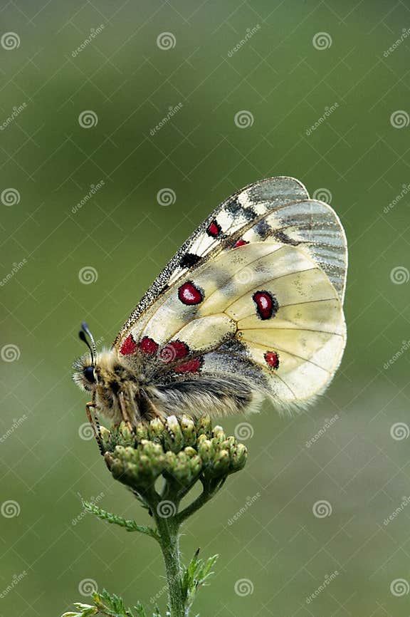 Apollo butterfly stock photo. Image of pretty, bright - 1819202