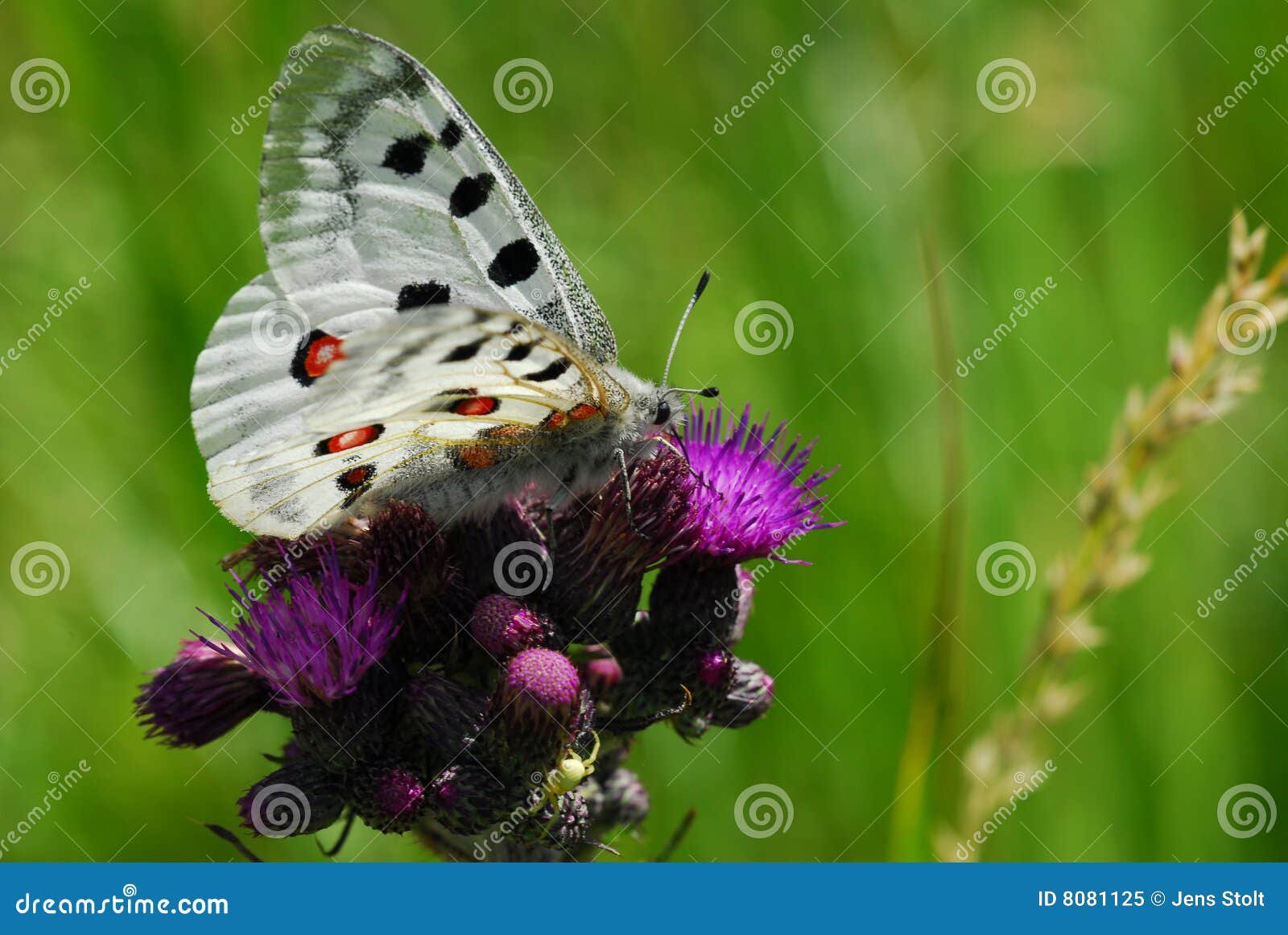 Apollo butterfly stock image. Image of insect, nominotype - 8081125