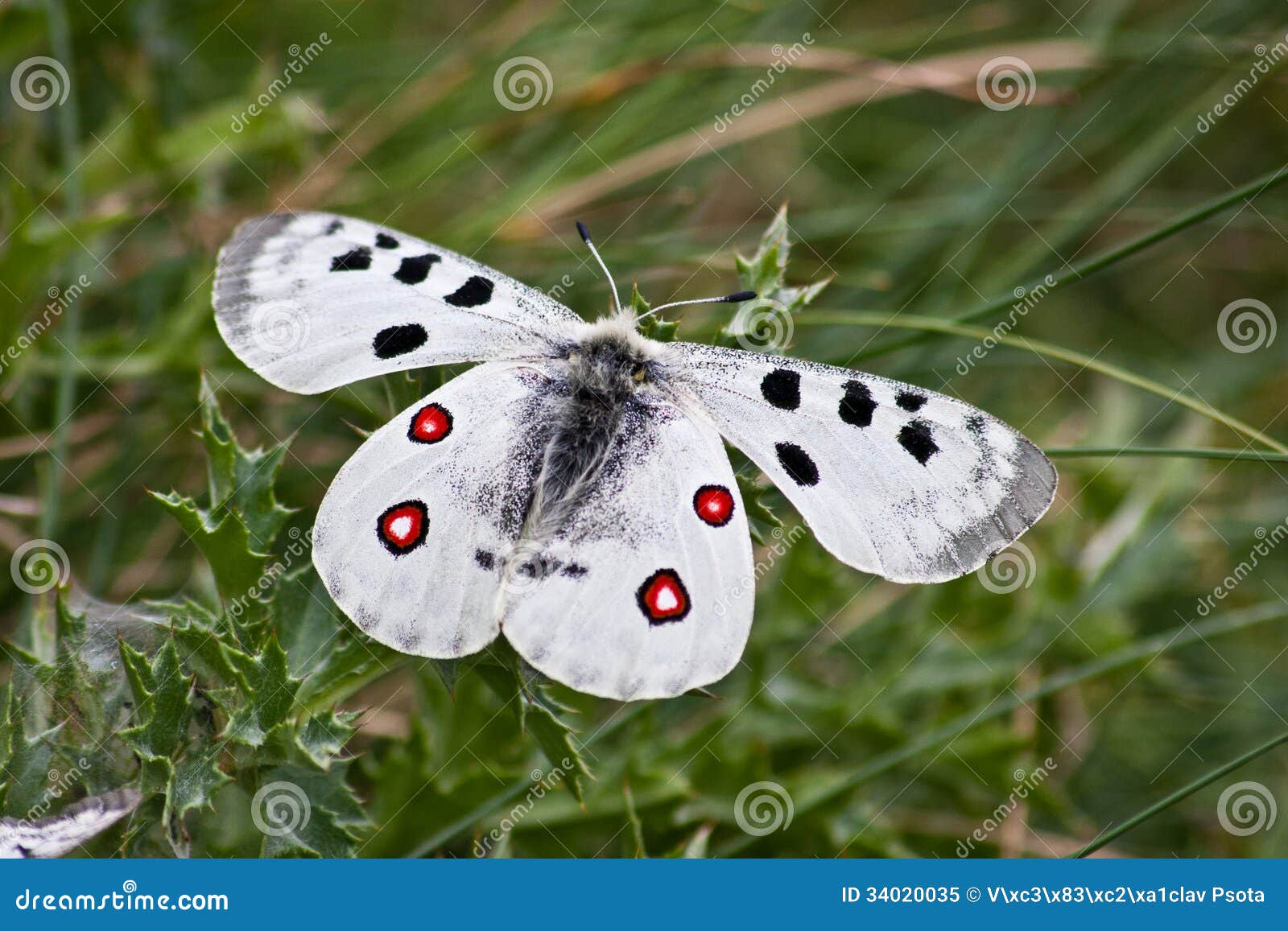 Apollo Butterfly - Parnassius Apollo Royalty-Free Stock Photo ...