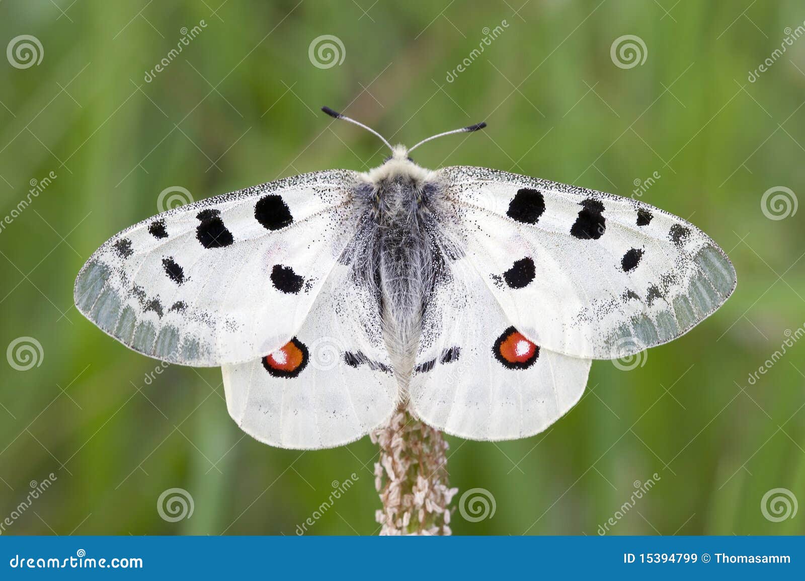 Apollo Butterfly on flower stock image. Image of lepidoptera - 15394799