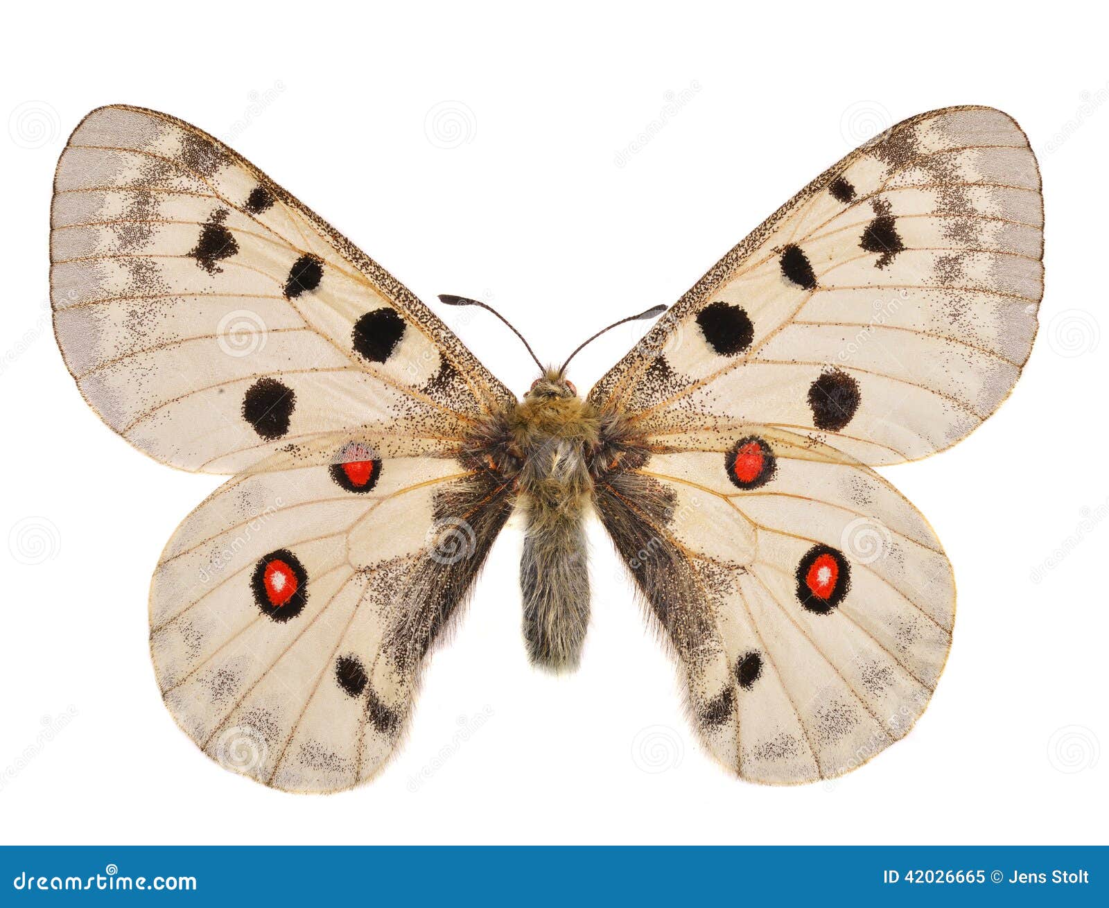 The Apollo butterfly stock image. Image of fauna, studio - 42026665